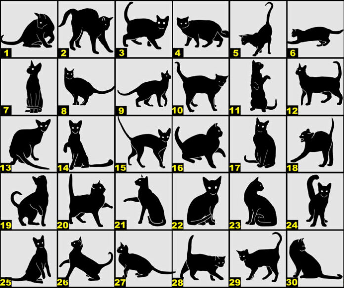 WA019 Wandtattoo Katze Katzen Wandaufkleber Aufkleber WA019 Wandtattoo Katze Katzen Wandaufkleber Aufkleber